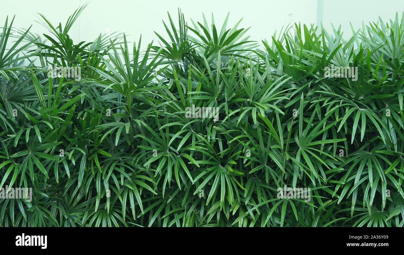 Nature wall of Lady palm tree or bamboo palm which in front of white ...