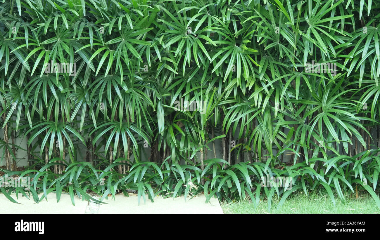 Nature wall of Lady palm tree or bamboo palm which in front of white ...