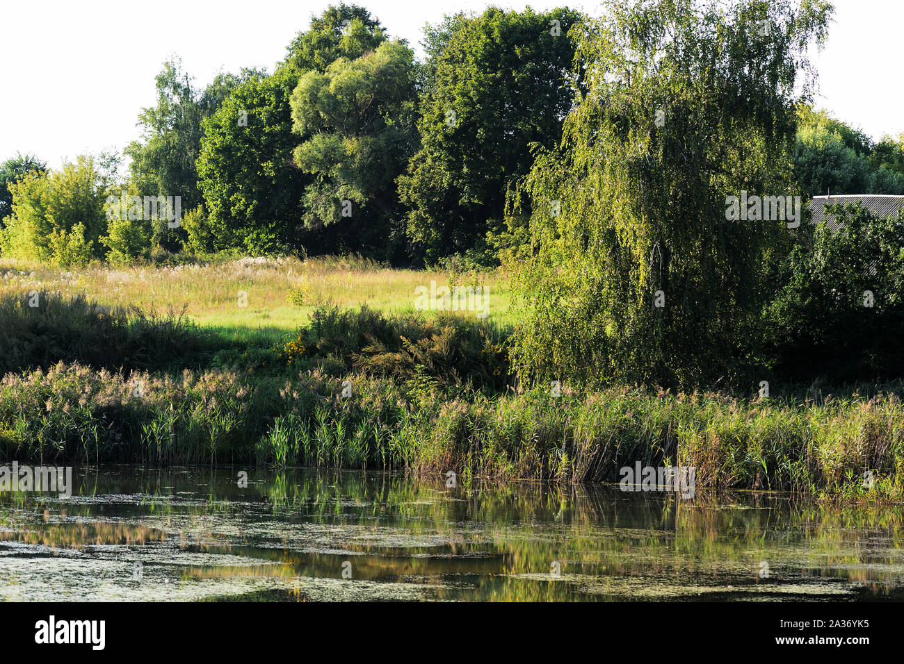 Overgrown garden pond duckweed hi-res stock photography and images - Alamy