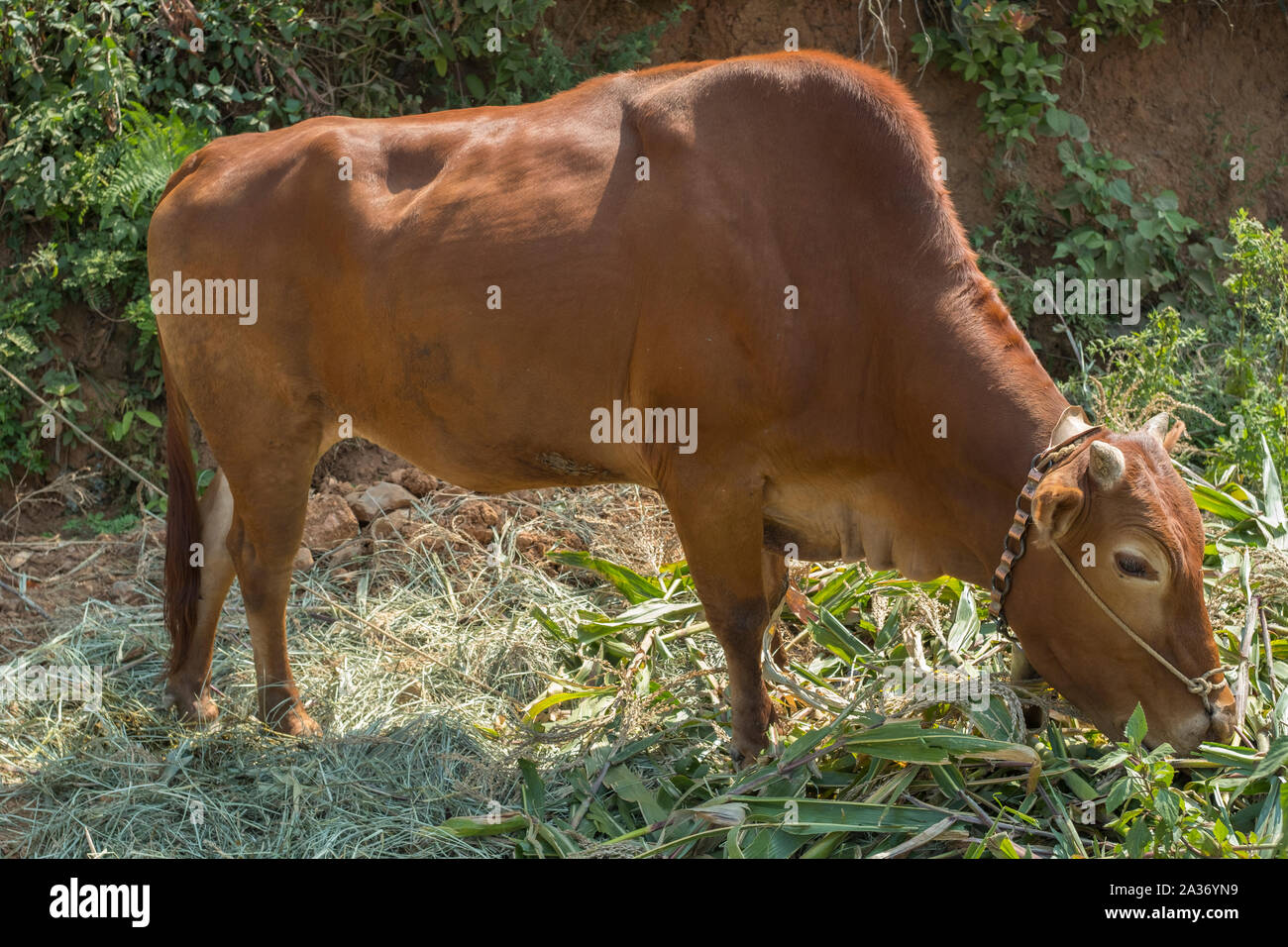 Chinese southern hi-res stock photography and images - Alamy