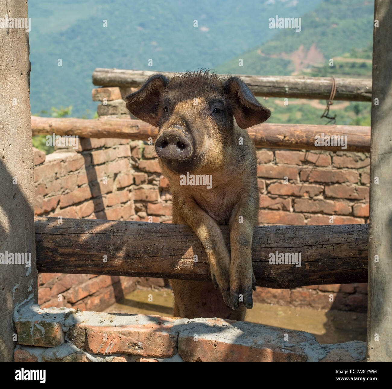 A domestic pig in a village in Jianshui County, Yunnan, China Stock ...