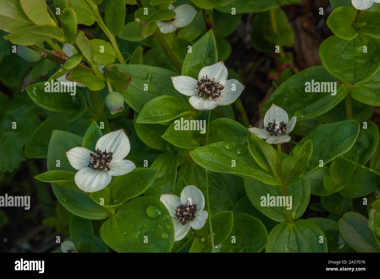Dwarf Cornel (Cornus suecica) growing in damp woodland, Hilmo Norway ...