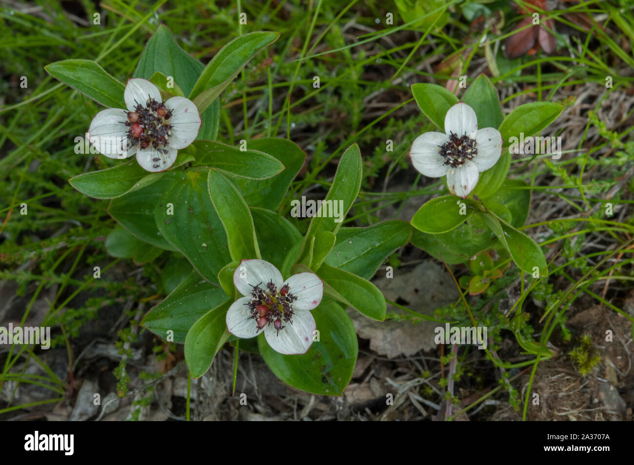 Dwarf Cornel (Cornus suecica) growing in damp woodland, Hilmo Norway ...