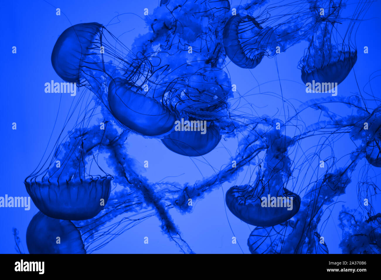 Medusa phase jellyfish hi-res stock photography and images - Alamy