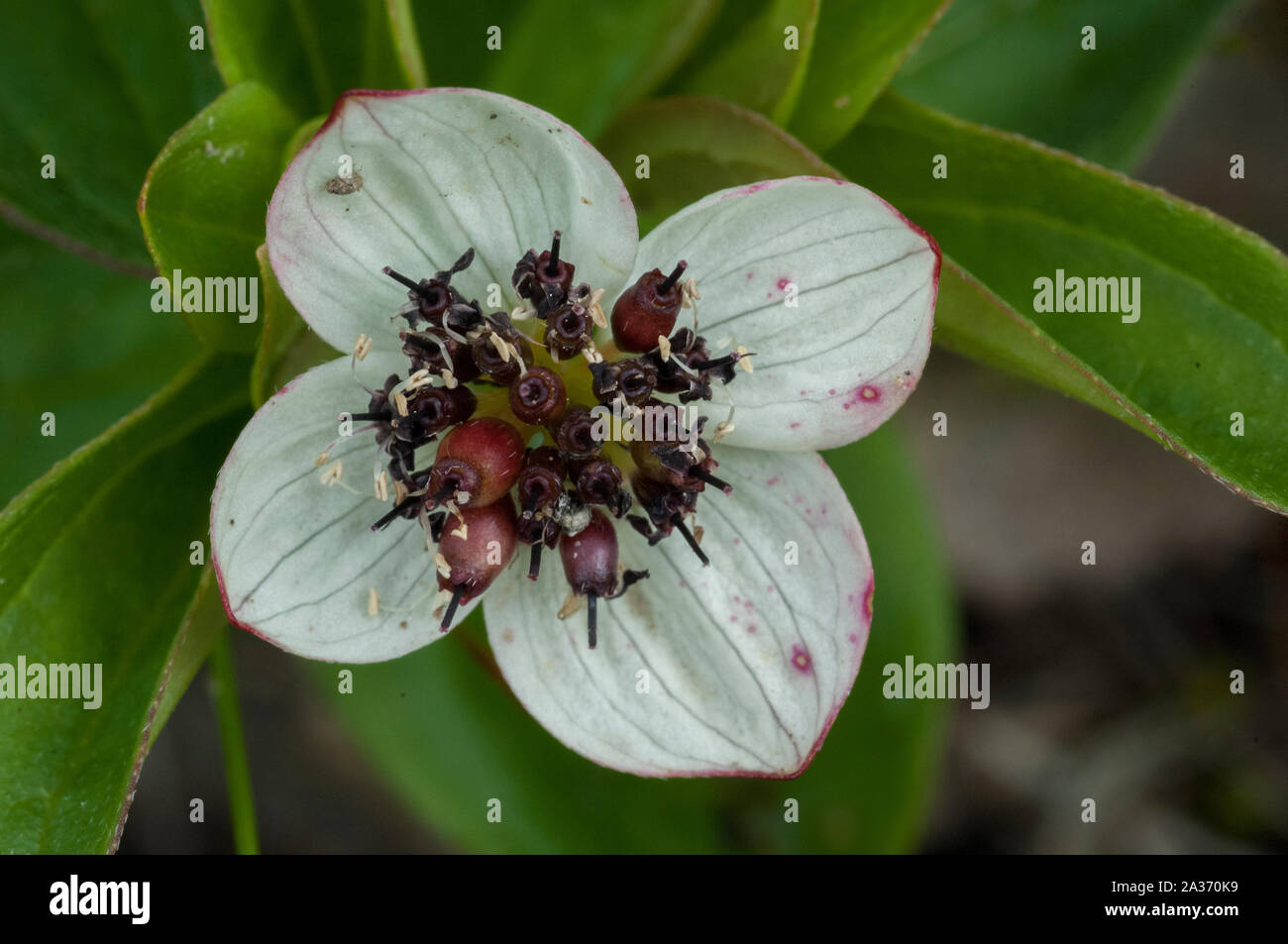 Dwarf Cornel (Cornus suecica) growing in damp woodland, Hilmo Norway ...
