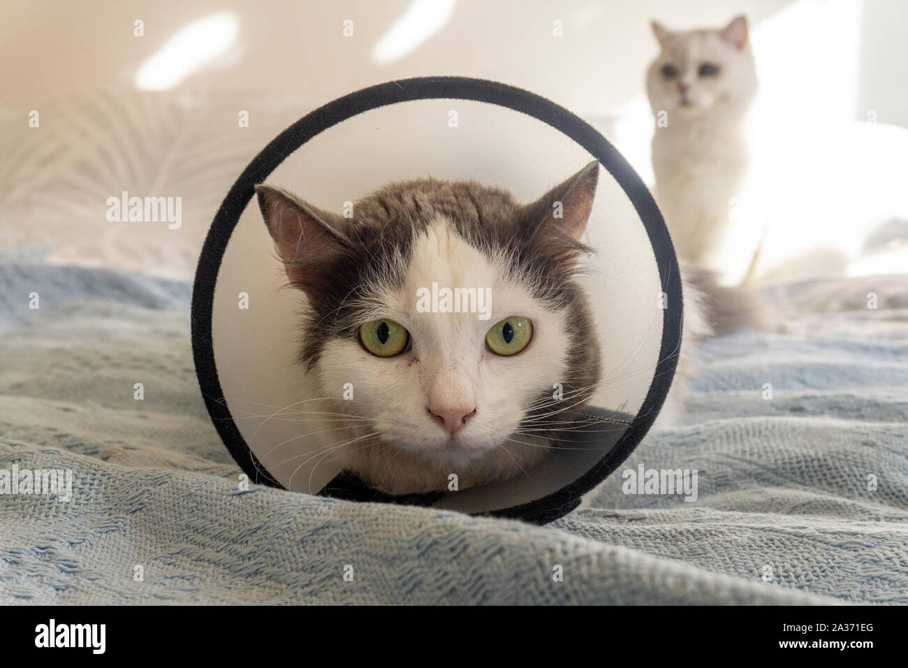 Kitten vet cone hi-res stock photography and images - Alamy