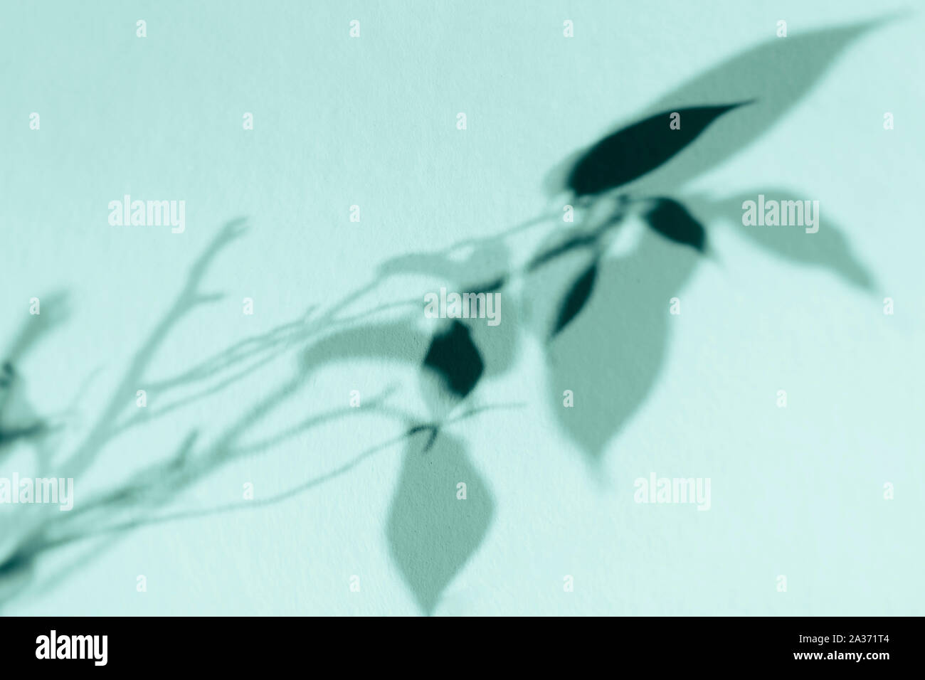 Abstract background of shadows of tree branch with leaves on wall ...