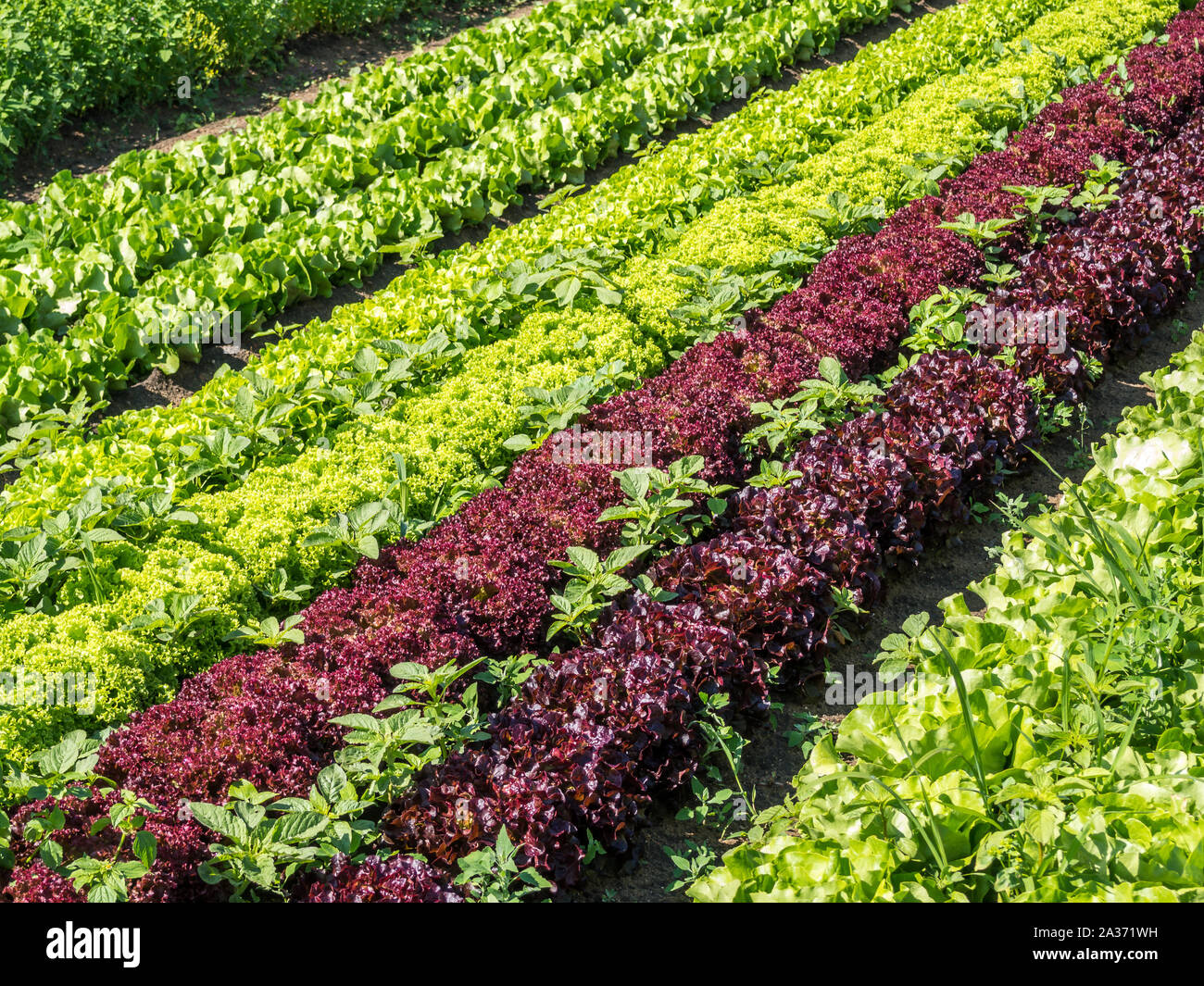 Salad field nursery Stock Photo - Alamy