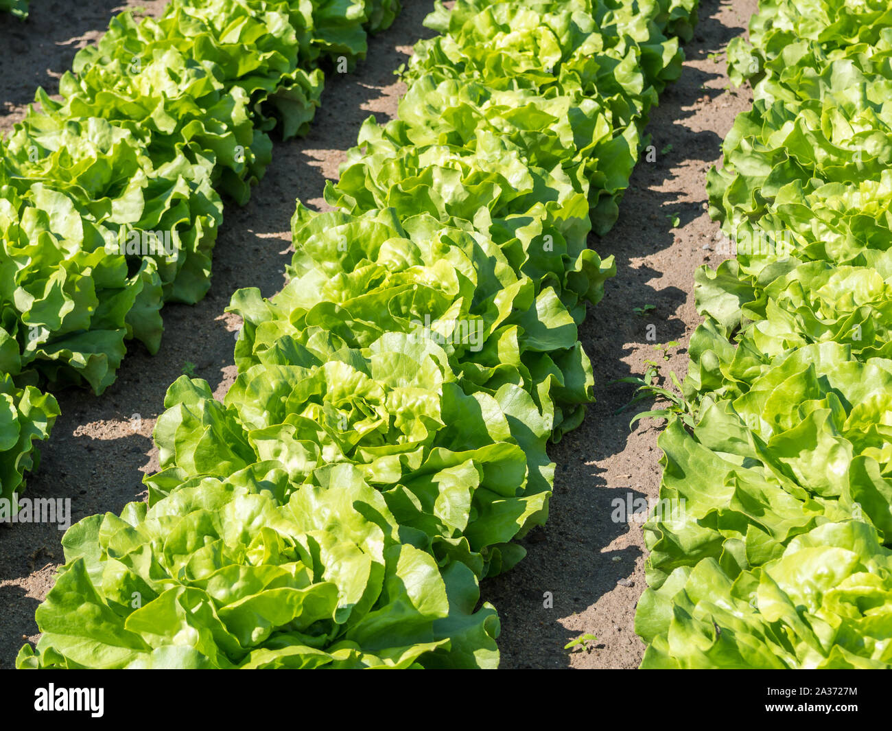 Seed bed lettuce hi-res stock photography and images - Alamy