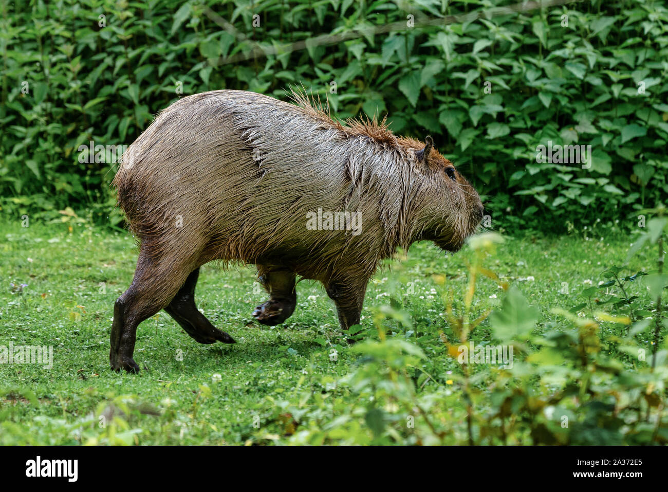 The capybara, Hydrochoerus hydrochaeris is a mammal native to South ...