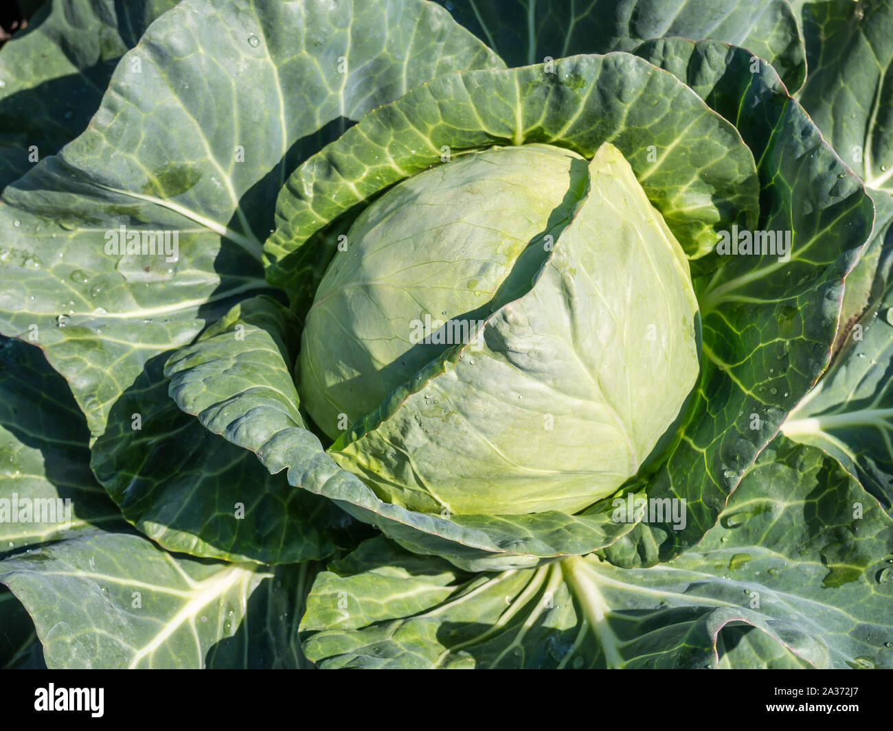 Cabbage grower hi-res stock photography and images - Alamy