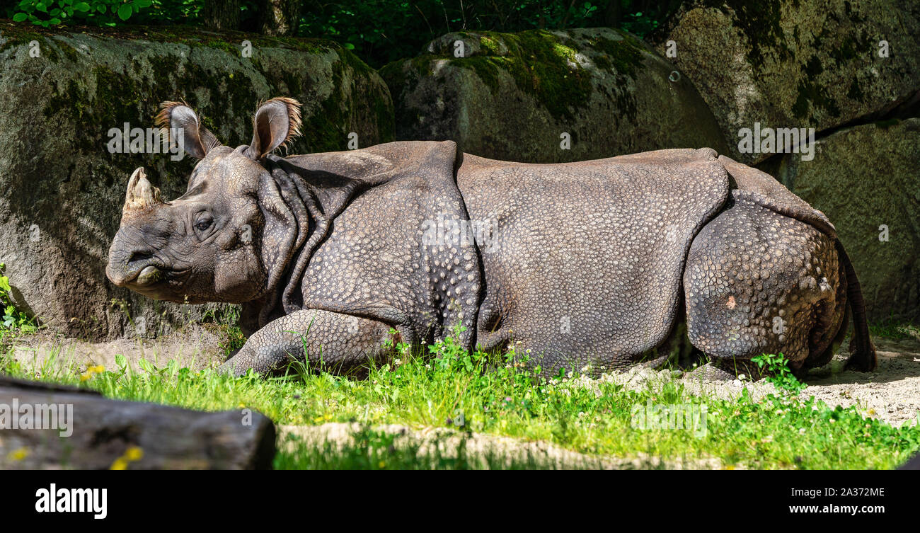 The Indian Rhinoceros, Rhinoceros unicornis is also called Greater One ...
