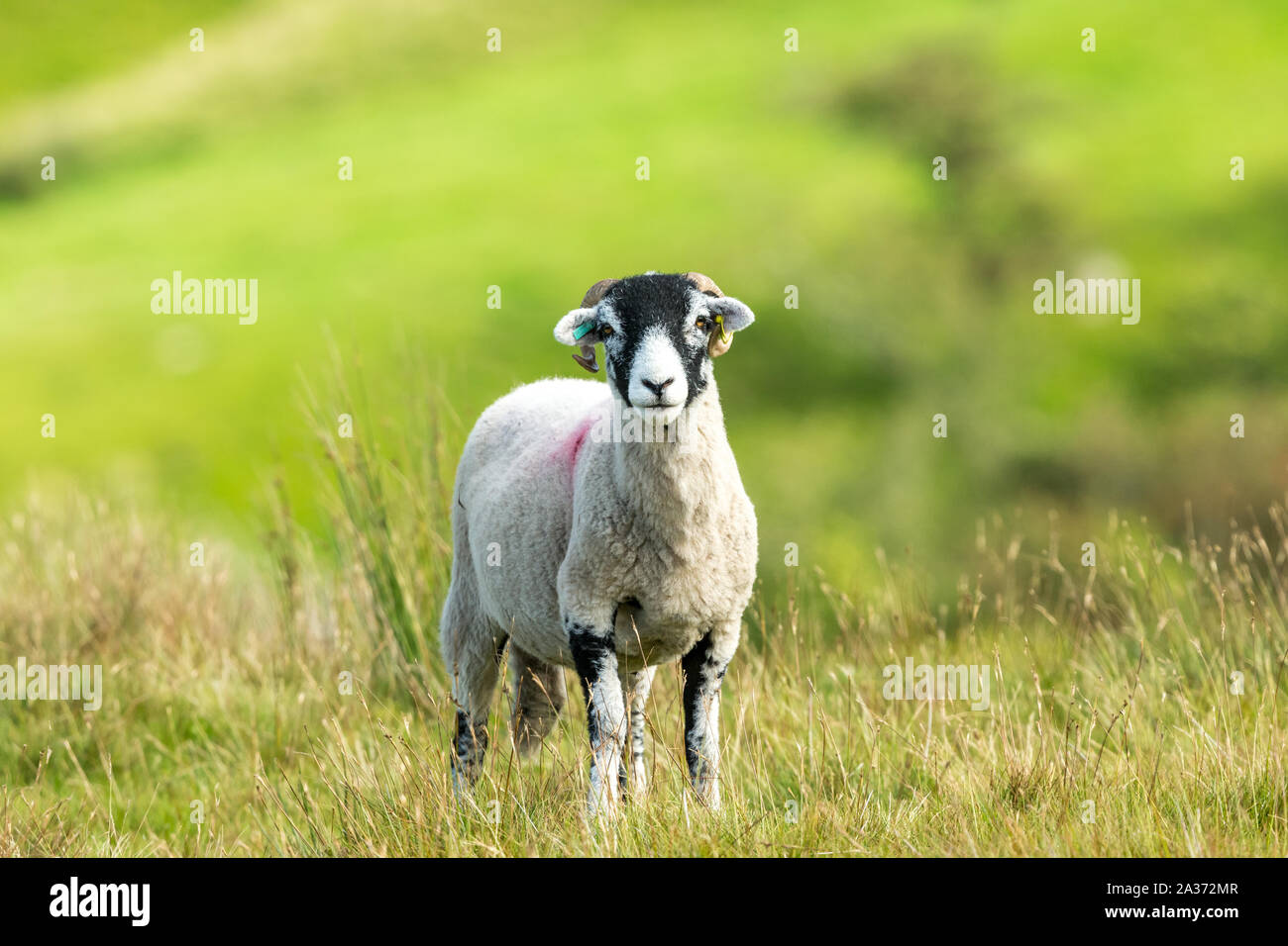 Swaledale ewe, female sheep, with curly horns in Autumn, stood in ...