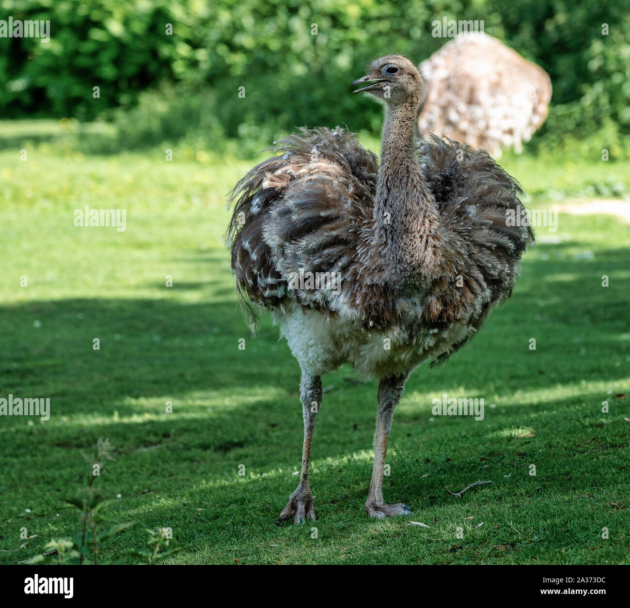 Darwin's rhea, Rhea pennata also known as the lesser rhea. It is a ...