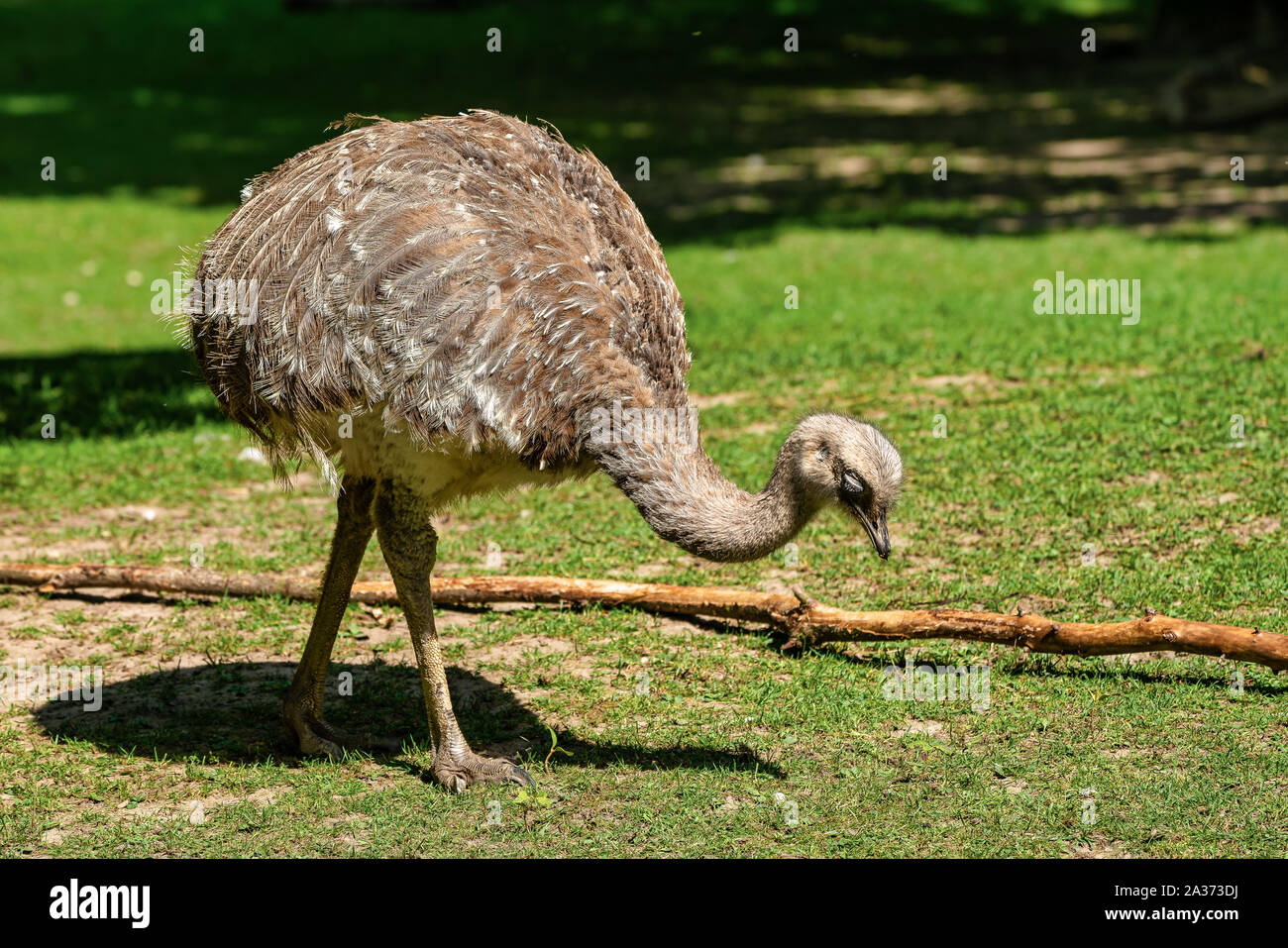 Darwin's rhea, Rhea pennata also known as the lesser rhea. It is a ...