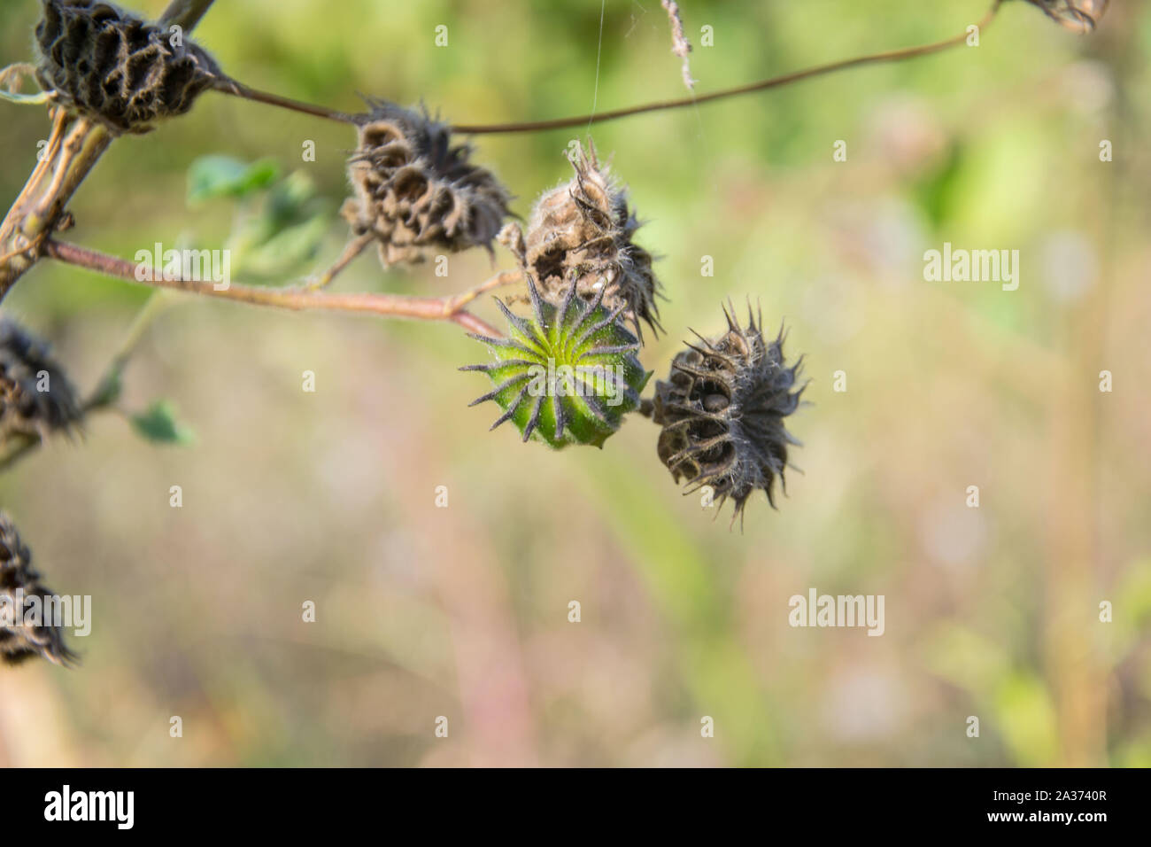 Dry thorn flower in nature, drying seed heads with green leaves, autumn ...