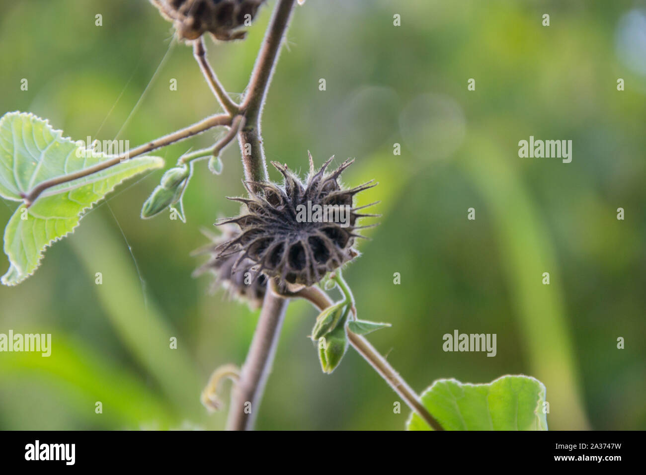 Dry thorn flower in nature, drying seed heads with green leaves, autumn ...