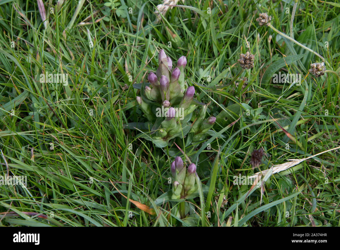 Gentianella campestris hi-res stock photography and images - Alamy