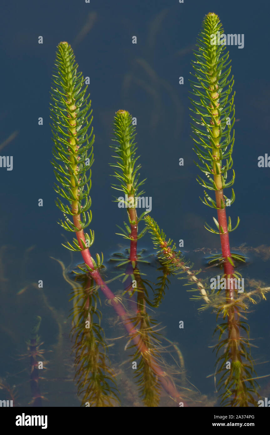 Fluviatile hi-res stock photography and images - Alamy