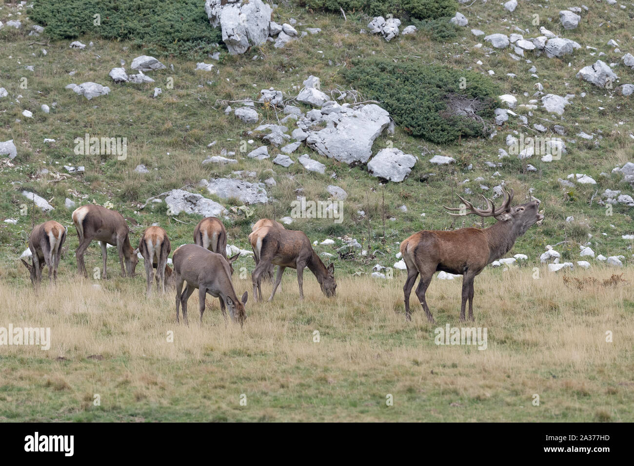Animals of the apennines hi-res stock photography and images - Alamy