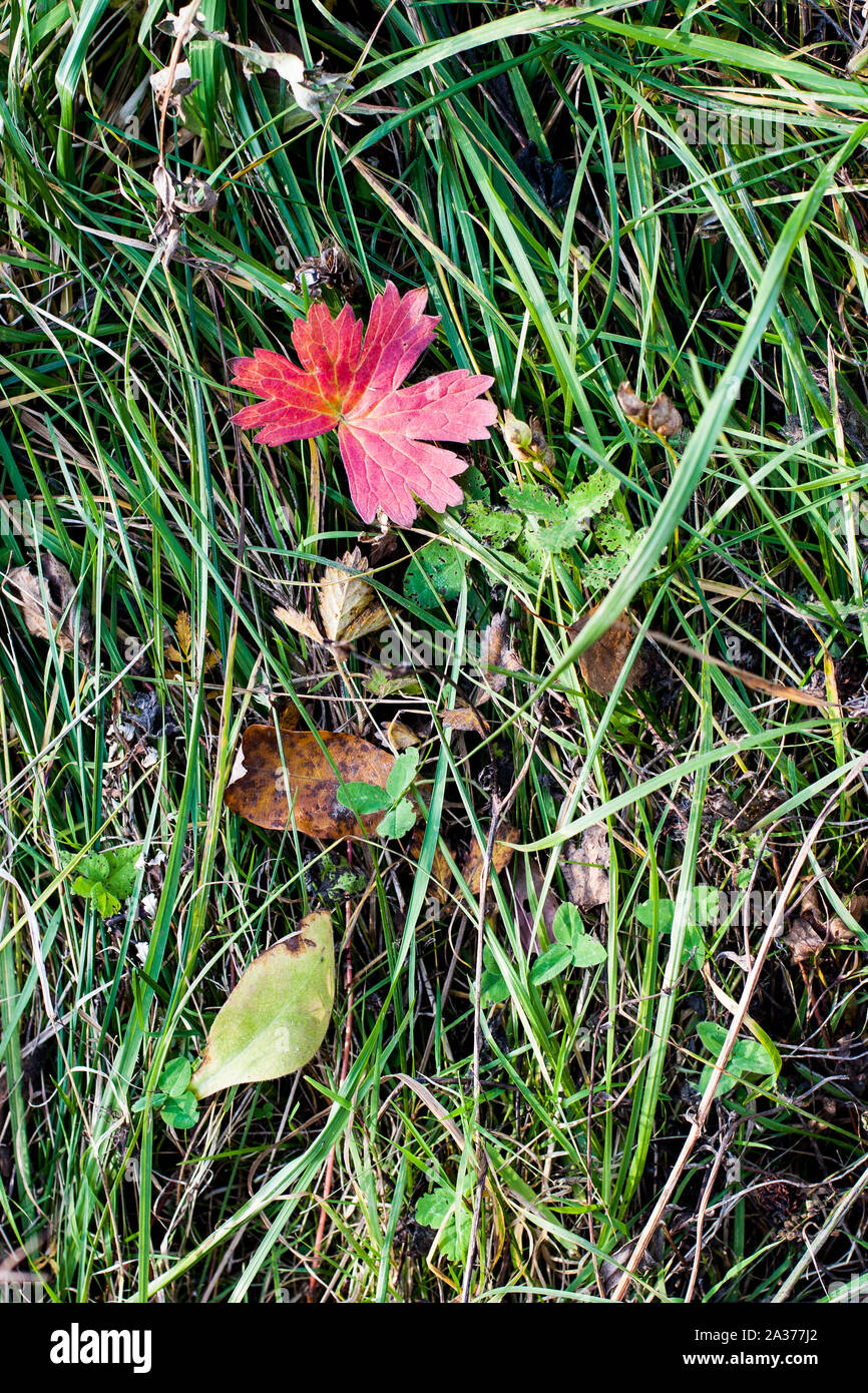 Natural texture background from grass and leaves. Big red leaf on the ...