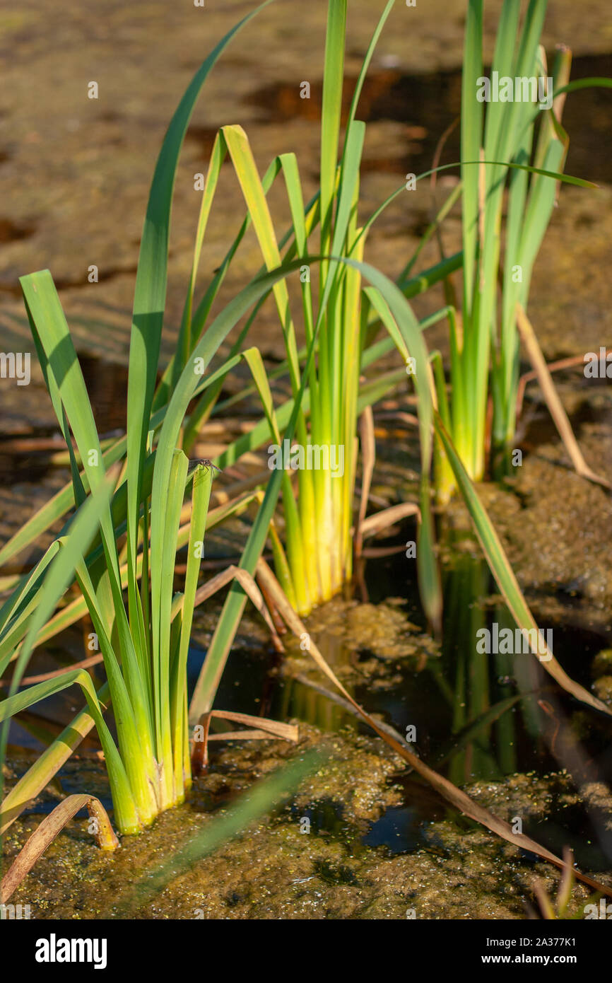 Green tina on swamp hi-res stock photography and images - Alamy