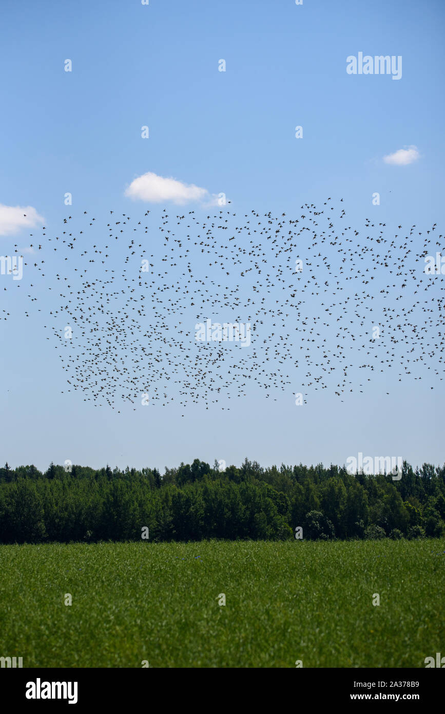 Huge crowd of common starling birds flying over field at countryside ...