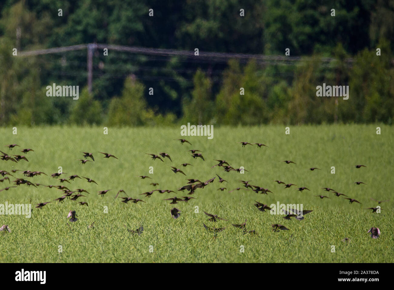 Huge crowd of common starling birds flying over field at countryside ...