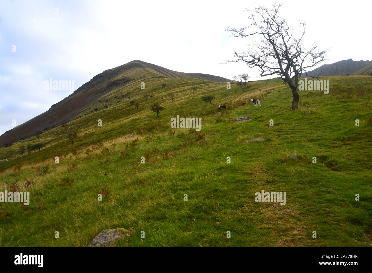 Lone Tree on the Footpath to the Wainwright Lingmell in Wasdale, Lake ...