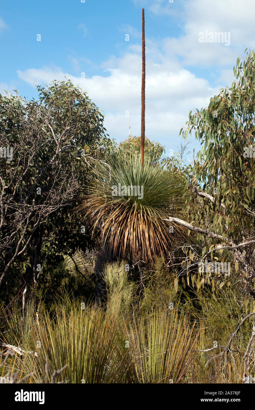 Kangaroo Island Australia, Kangaroo Island grass tree in the bushland ...