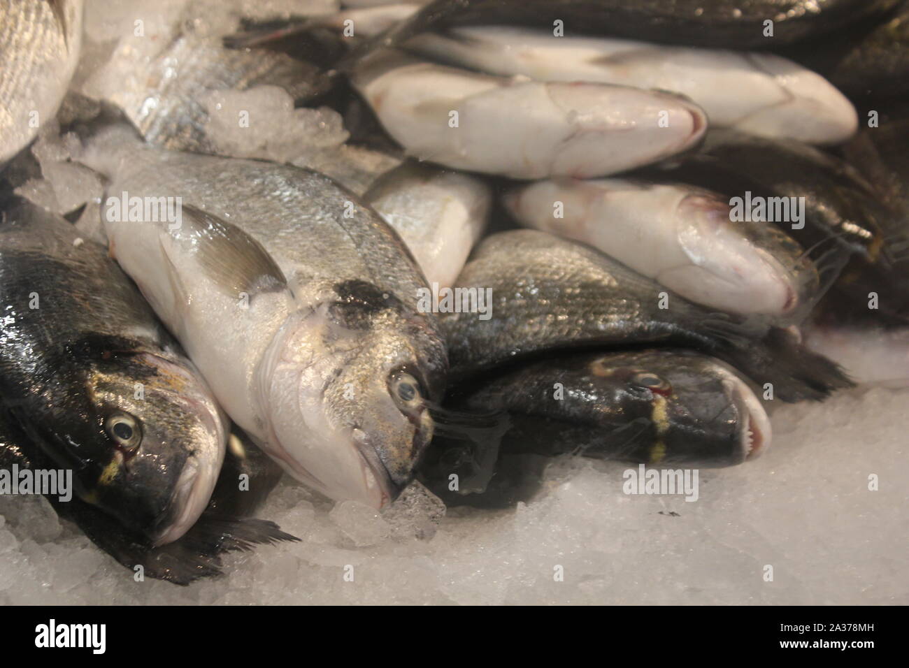 Italian fresh sea fish with ice image Stock Photo - Alamy