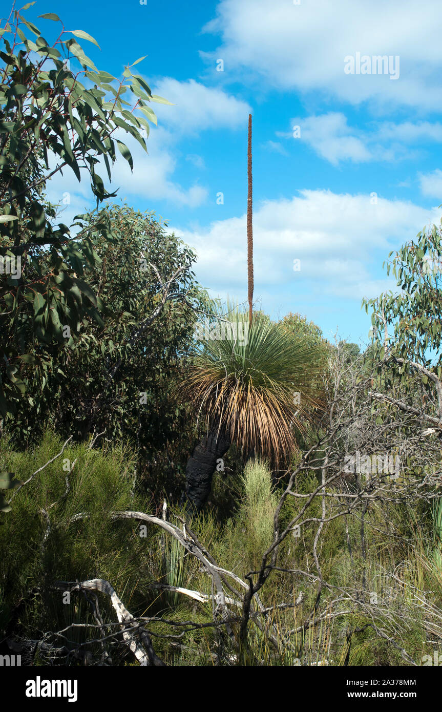Kangaroo Island Australia, Xanthorrhoea semiplana ssp. tateana or ...
