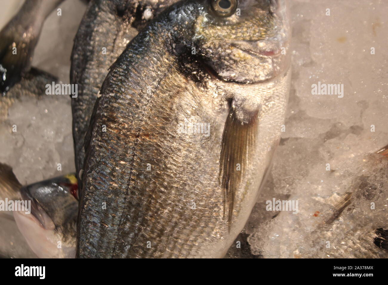 Italian fresh sea fish with ice image Stock Photo - Alamy