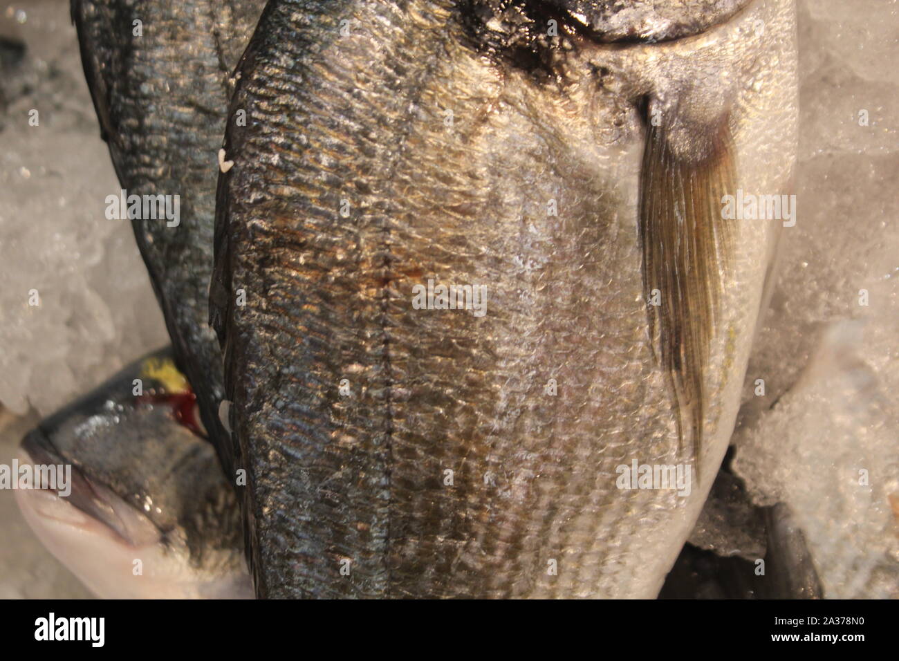Italian fresh sea fish with ice image Stock Photo - Alamy