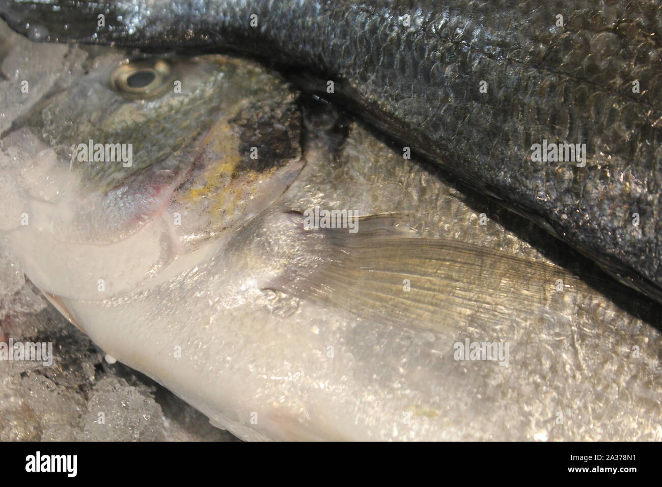 Italian fresh sea fish with ice image Stock Photo - Alamy