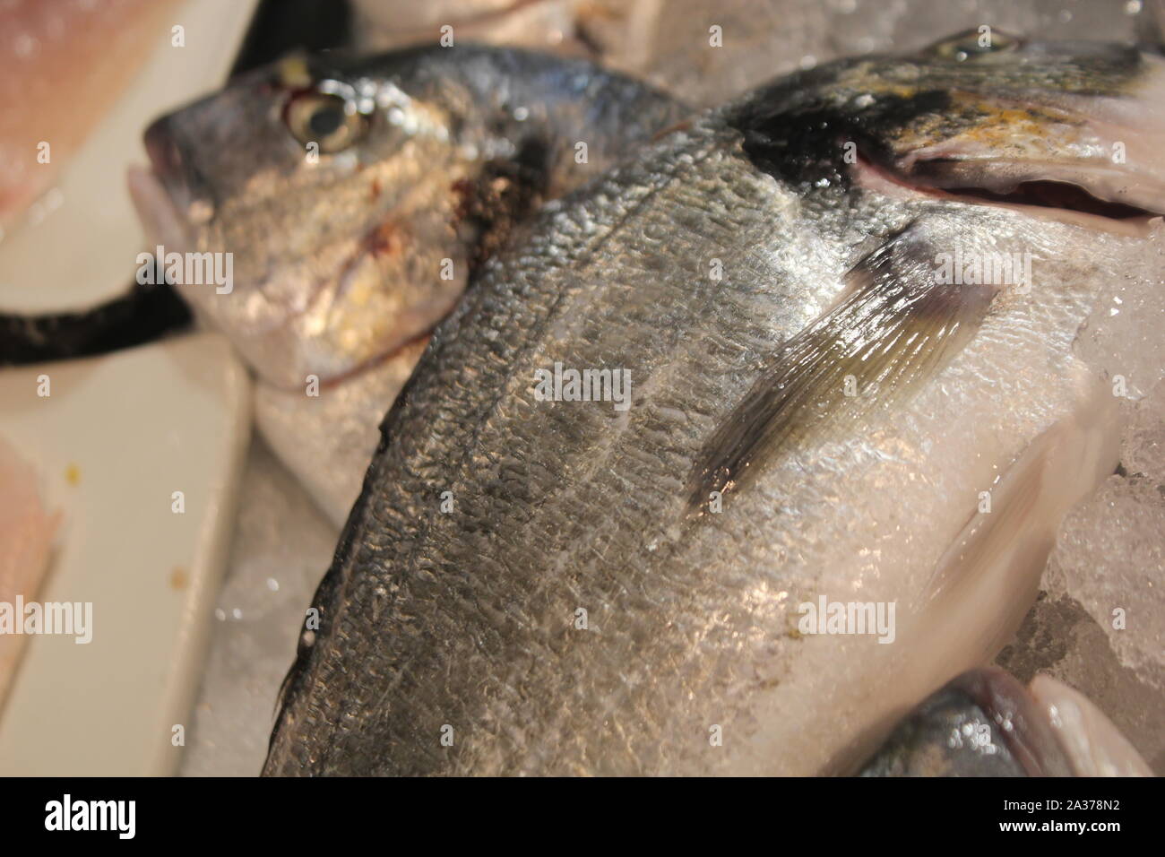 Italian fresh sea fish with ice image Stock Photo - Alamy
