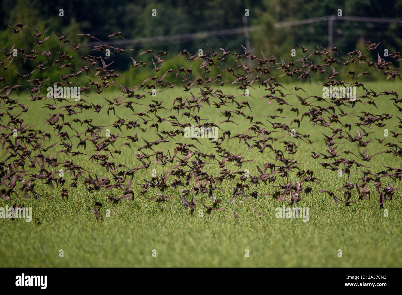 Huge crowd of common starling birds flying over field at countryside ...