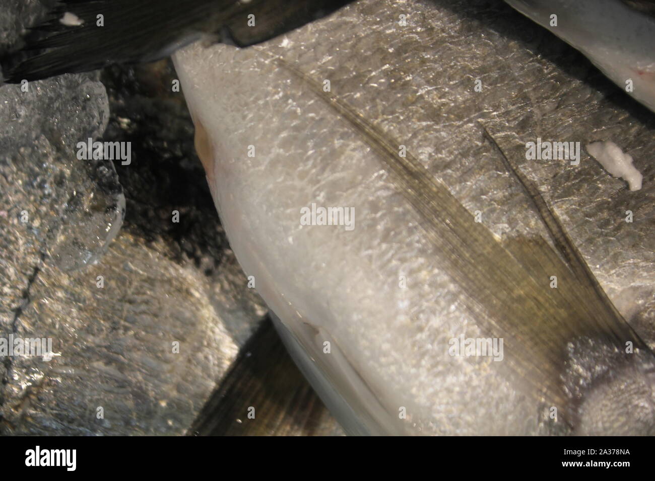 Italian fresh sea fish with ice image Stock Photo - Alamy