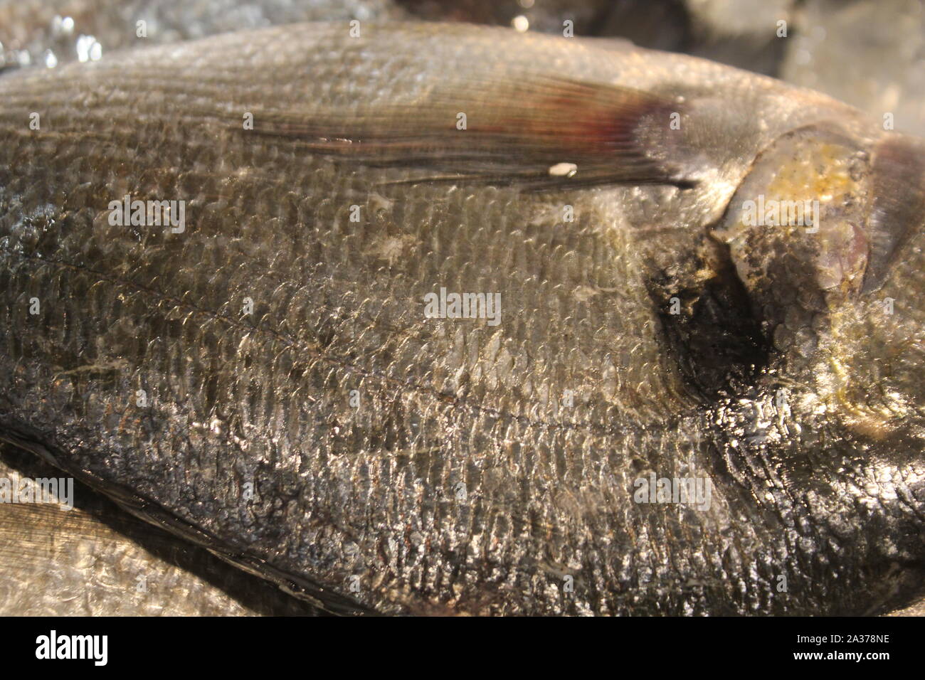 Italian fresh sea fish with ice image Stock Photo - Alamy