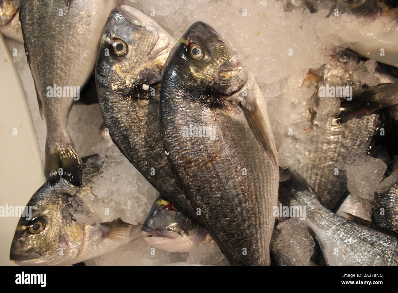 Italian fresh sea fish with ice image Stock Photo - Alamy