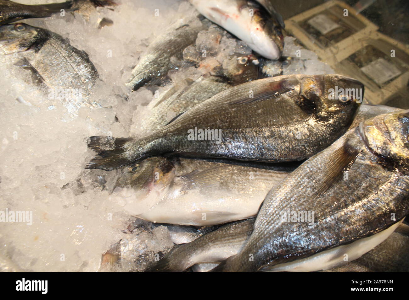 Italian fresh sea fish with ice image Stock Photo - Alamy