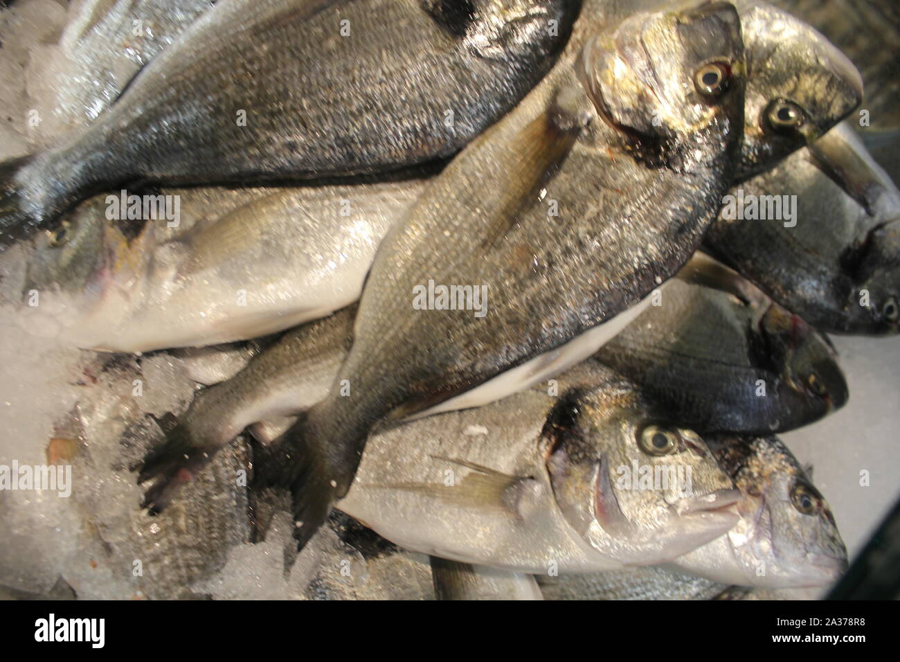 Italian fresh sea fish with ice image Stock Photo - Alamy