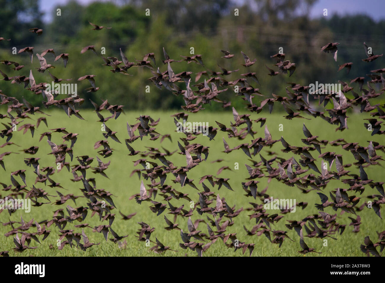 Huge crowd of common starling birds flying over field at countryside ...