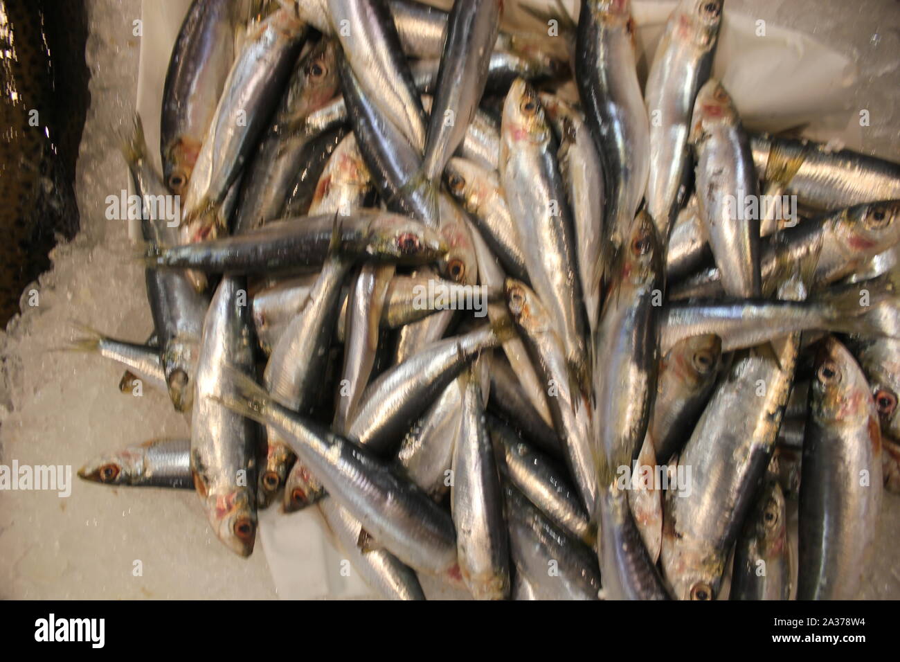 Italian fresh sea fish with ice image Stock Photo - Alamy