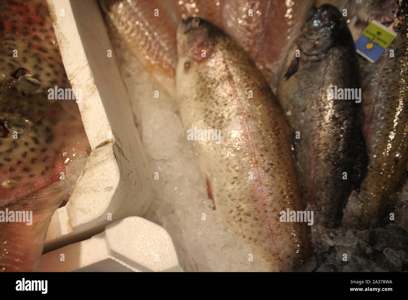 Italian fresh sea fish with ice image Stock Photo - Alamy