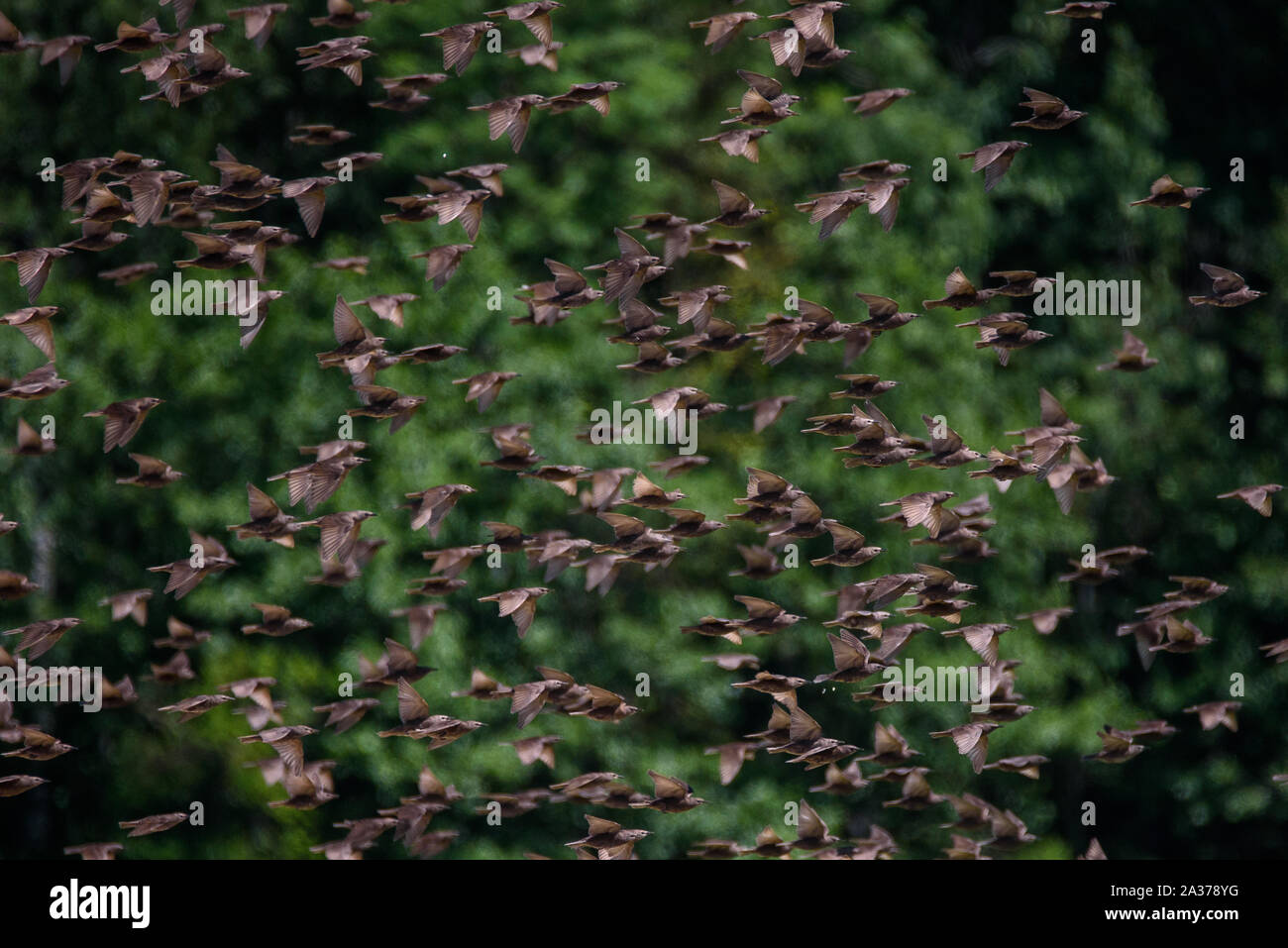 Huge crowd of common starling birds flying over field at countryside ...