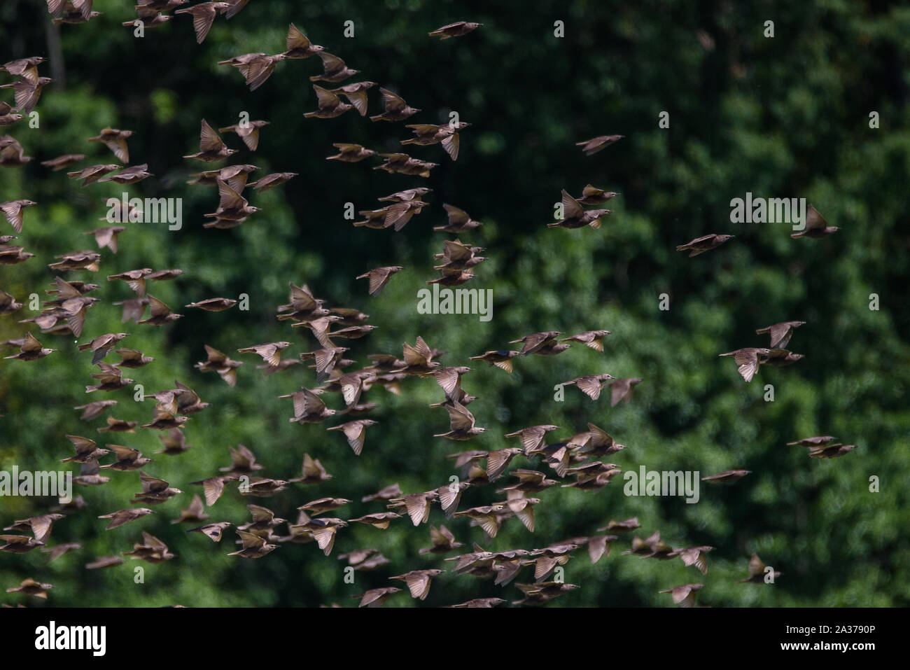 Huge crowd of common starling birds flying over field at countryside ...