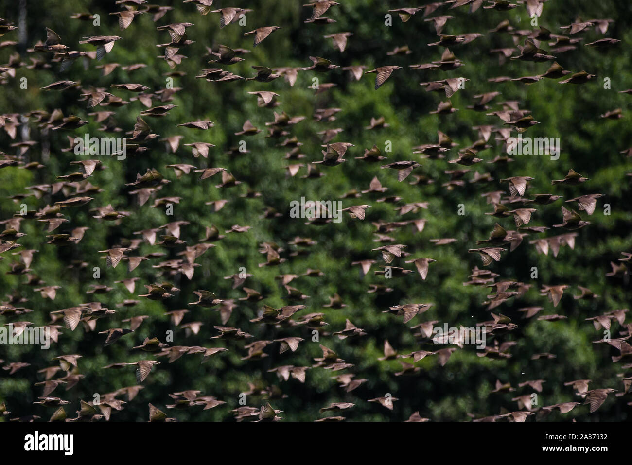 Huge crowd of common starling birds flying over field at countryside ...