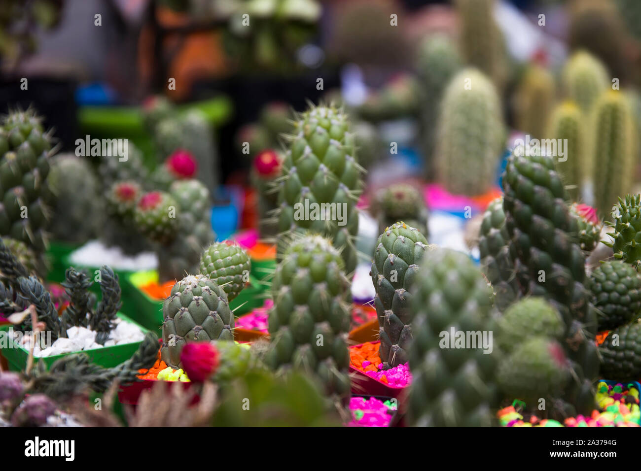 Cacti Collection High Resolution Stock Photography and Images - Alamy
