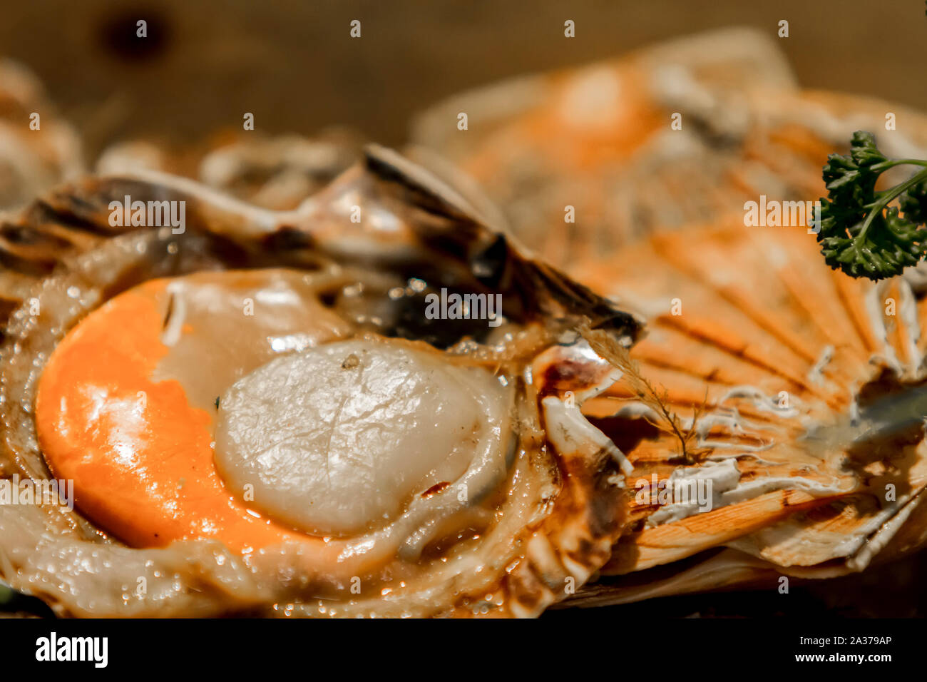 Fresh open Great scallop (St James shell) on the market Stock Photo - Alamy